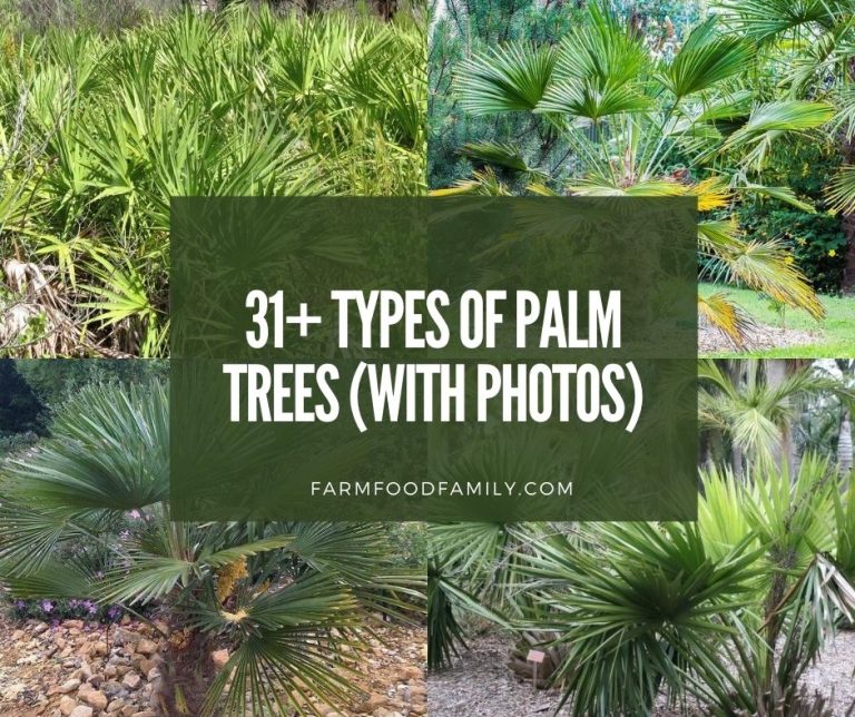 31+ Different Types Of Palm Trees With Pictures (Indoor, Outdoor) 🌴