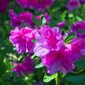 Top 15 Flower Meanings: Flower Symbolism and Significance from History