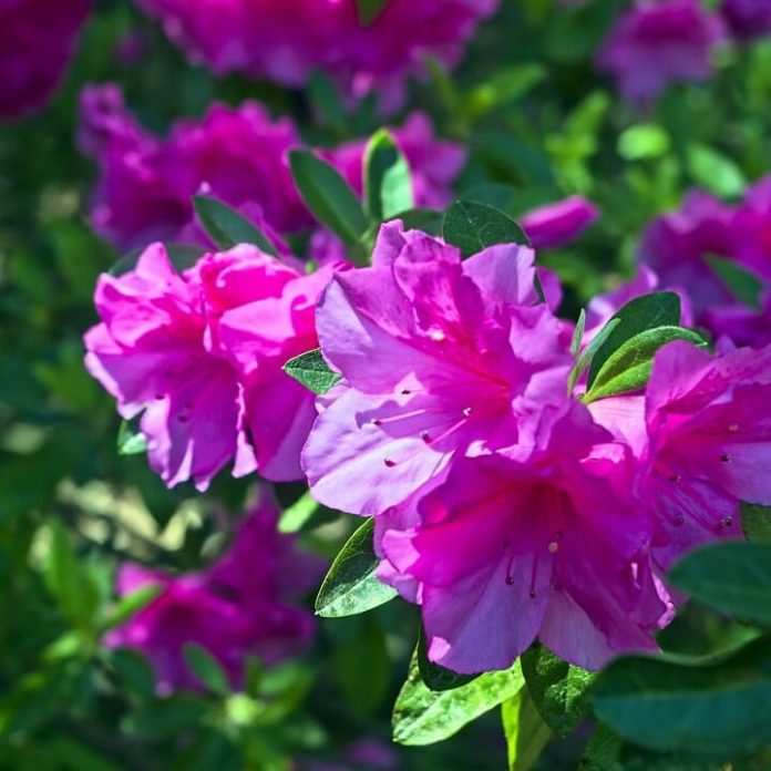 Top 15 Flower Meanings: Flower Symbolism and Significance from History