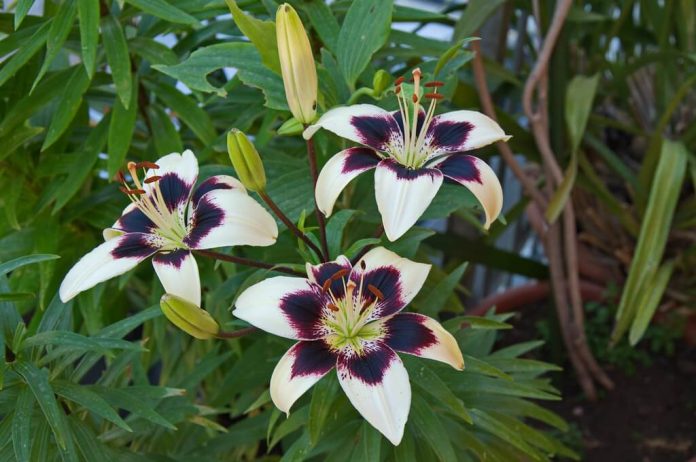 46+ Different Types Of Lilies With Names, Facts & Pictures