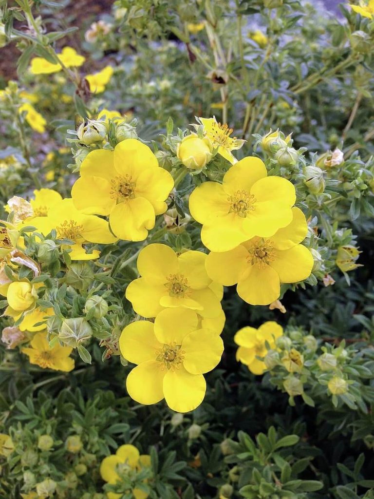 32+ Beautiful Yellow Flowers With Names and Pictures (Varieties, Meaning)