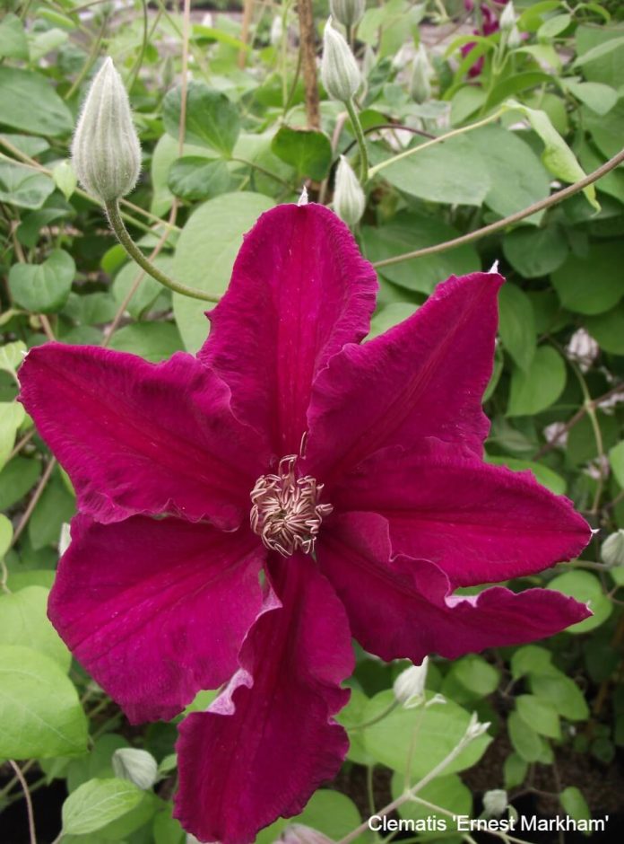 Clematis: 30 Varieties Of Clematis, Growing and Care For Leather Flower