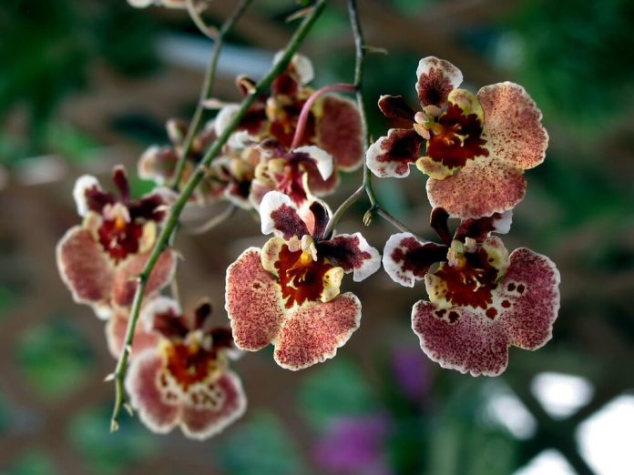 31+ Different Types Of Orchids With Names, Facts and Pictures