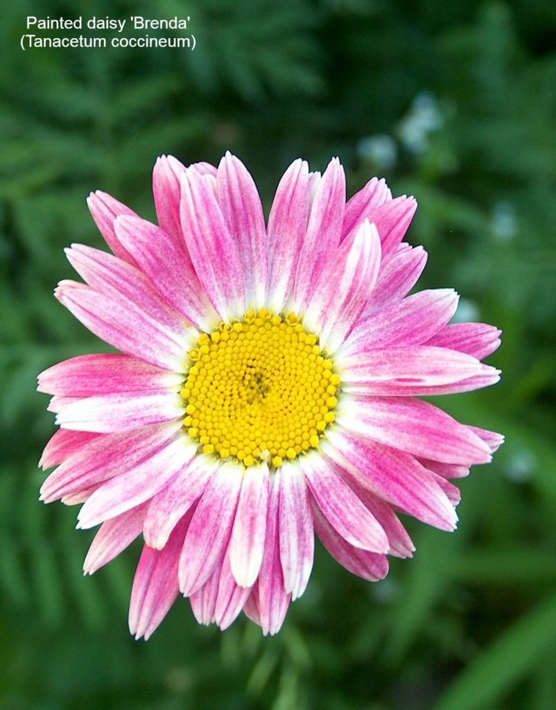 25+ Popular Types Of Daisies With Names, Facts, and Photos