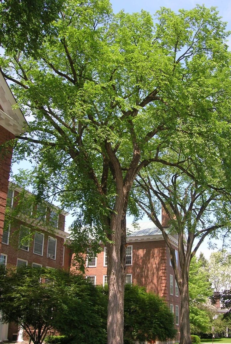 42+ Common Types Of Trees With Names, Facts, and Pictures