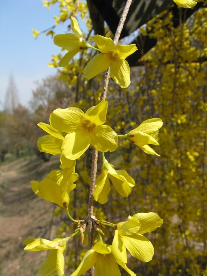32+ Beautiful Yellow Flowers With Names and Pictures (Varieties, Meaning)