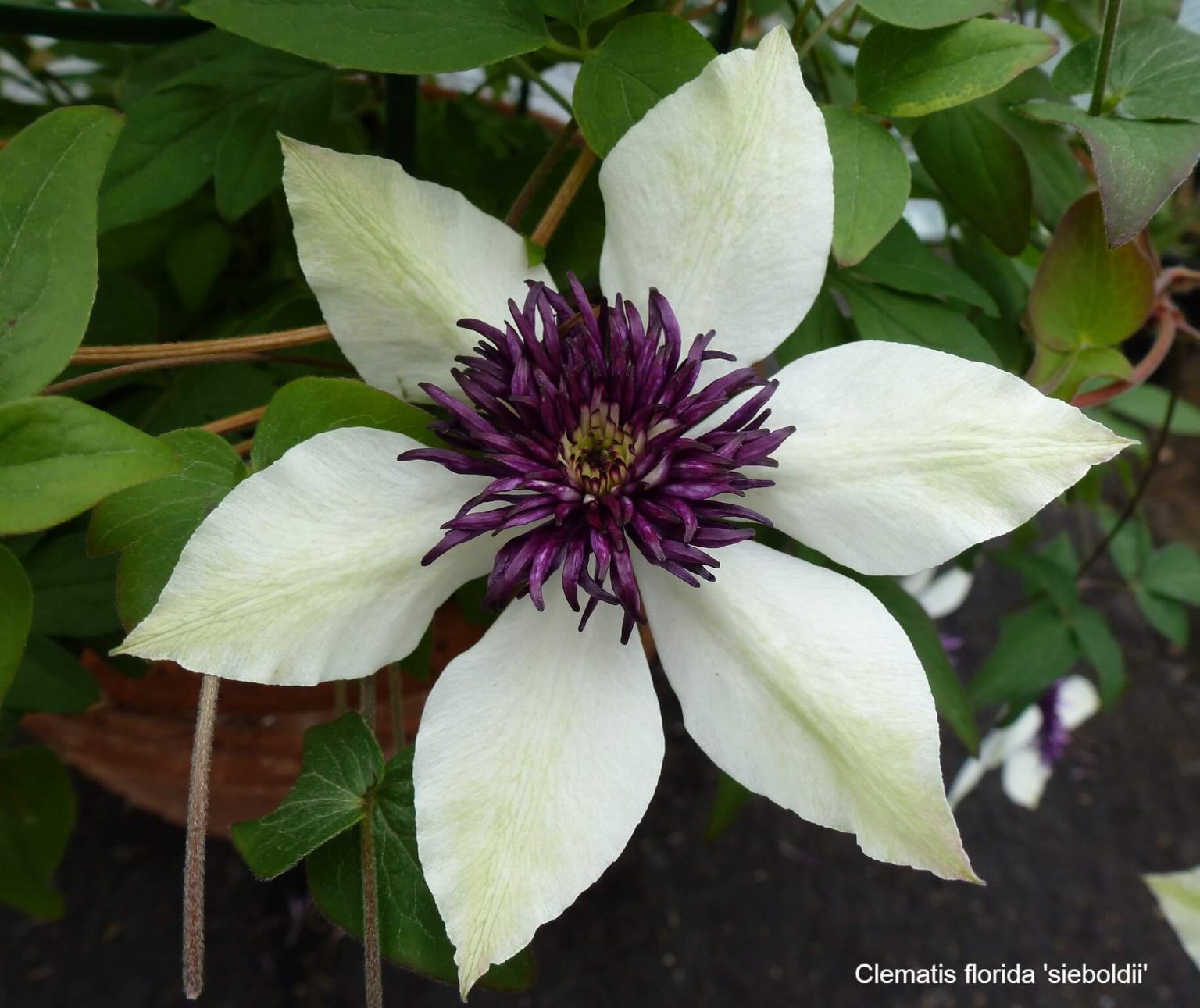 Clematis: 30 Varieties Of Clematis, Growing and Care For Leather Flower