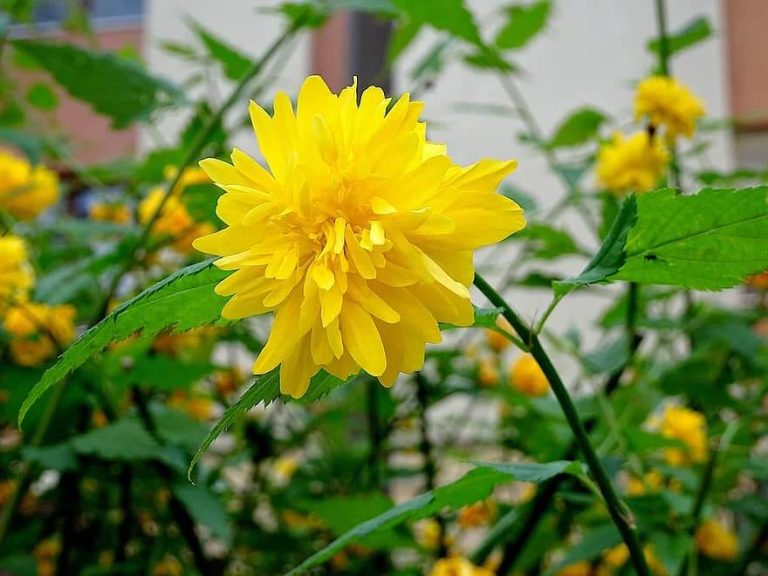 32+ Beautiful Yellow Flowers With Names and Pictures (Varieties, Meaning)