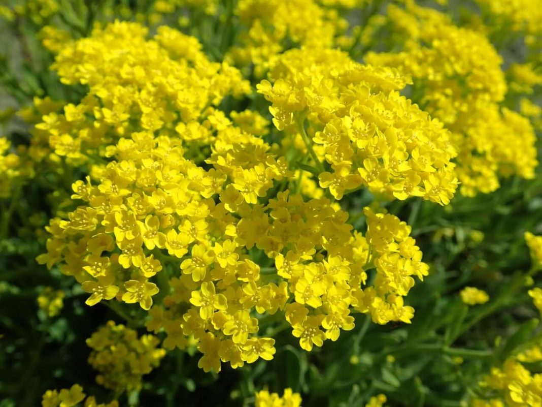 32+ Beautiful Yellow Flowers With Names and Pictures (Varieties, Meaning)