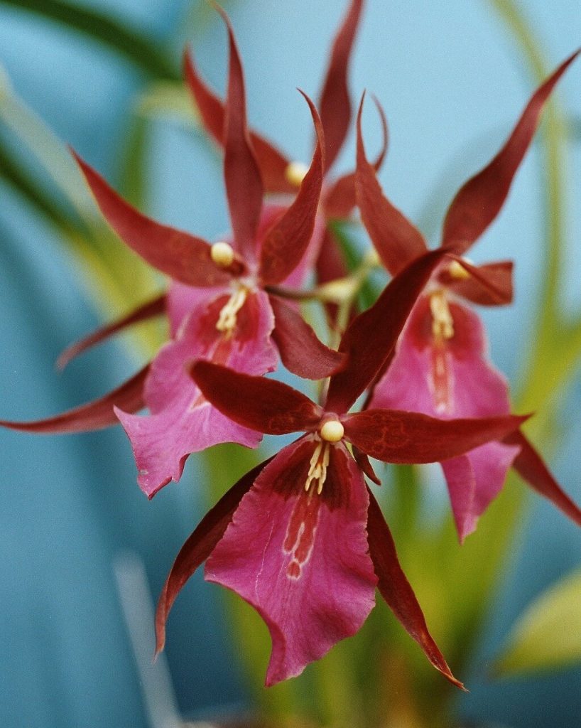 31+ Different Types Of Orchids With Names, Facts and Pictures