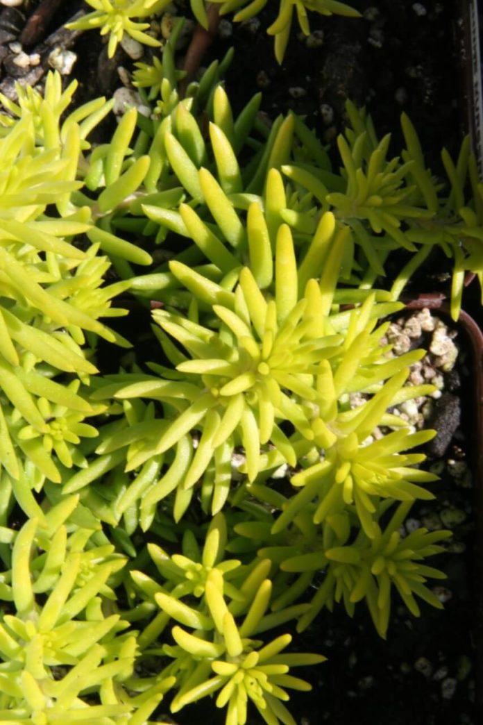 32+ Beautiful Yellow Flowers With Names and Pictures (Varieties, Meaning)