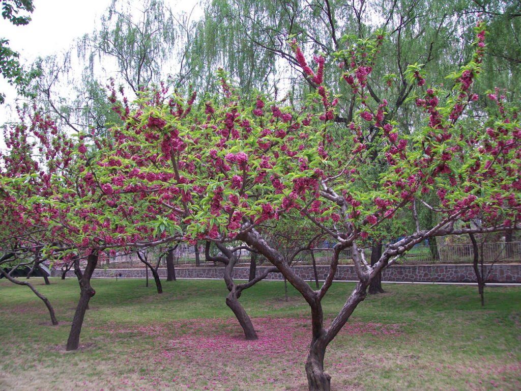 42+ Common Types Of Trees With Names, Facts, and Pictures
