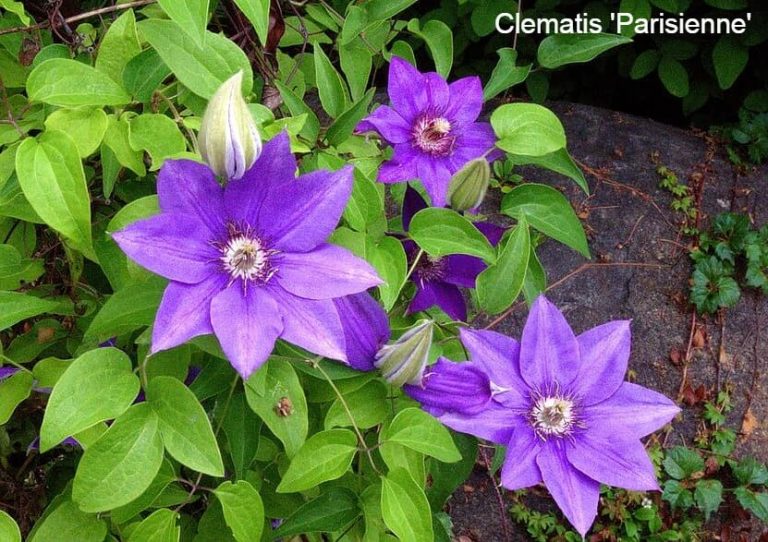 Clematis: 30 Varieties Of Clematis, Growing and Care For Leather Flower