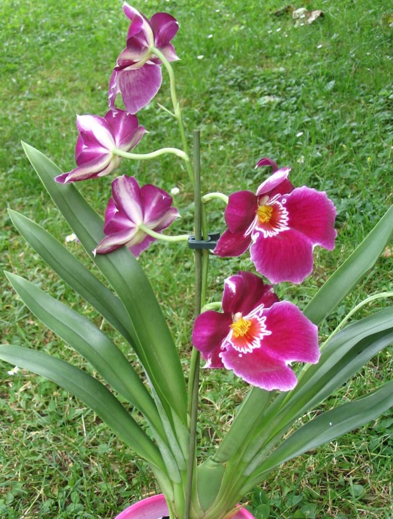 31+ Different Types Of Orchids With Names, Facts and Pictures