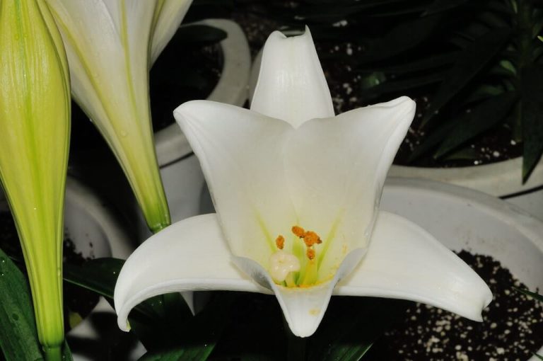 46+ Different Types Of Lilies With Names, Facts & Pictures