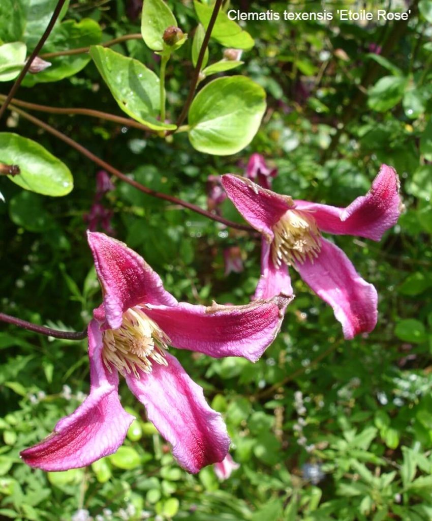 Clematis: 30 Varieties Of Clematis, Growing and Care For Leather Flower
