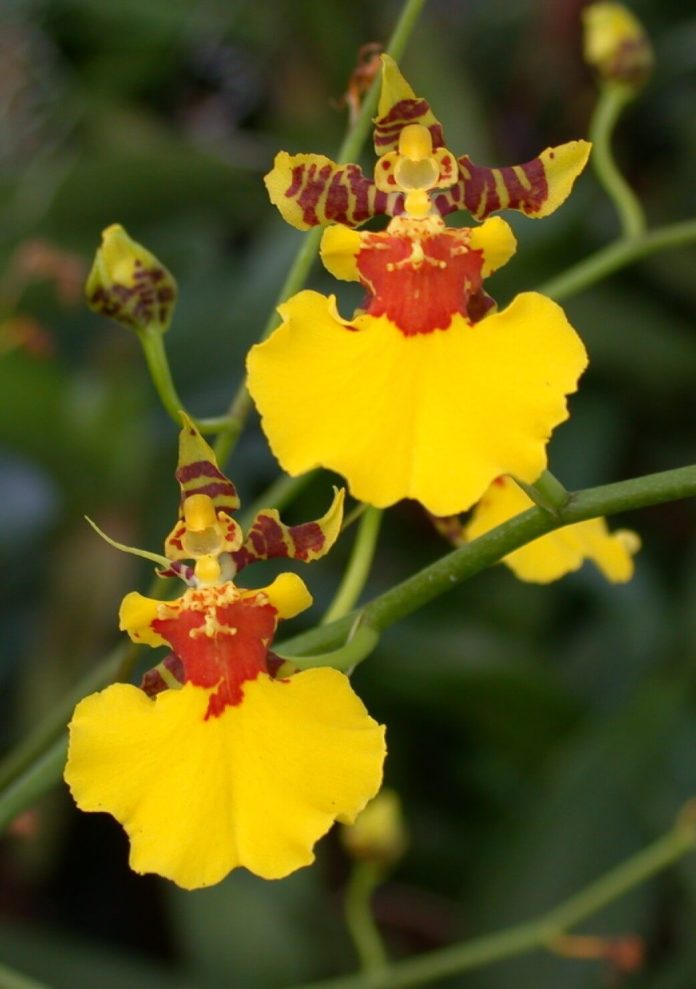 31+ Different Types Of Orchids With Names, Facts and Pictures