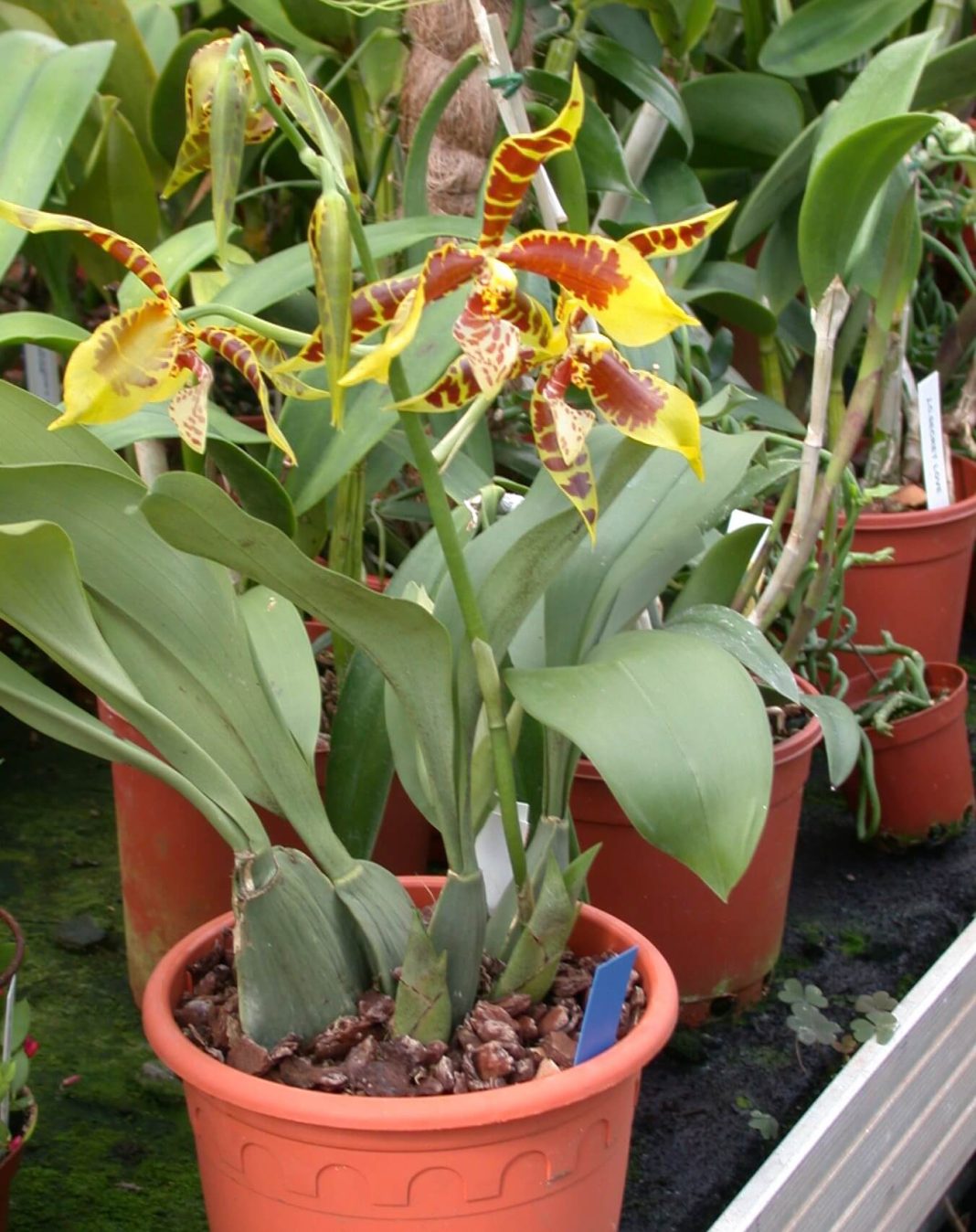 31+ Different Types Of Orchids With Names, Facts and Pictures