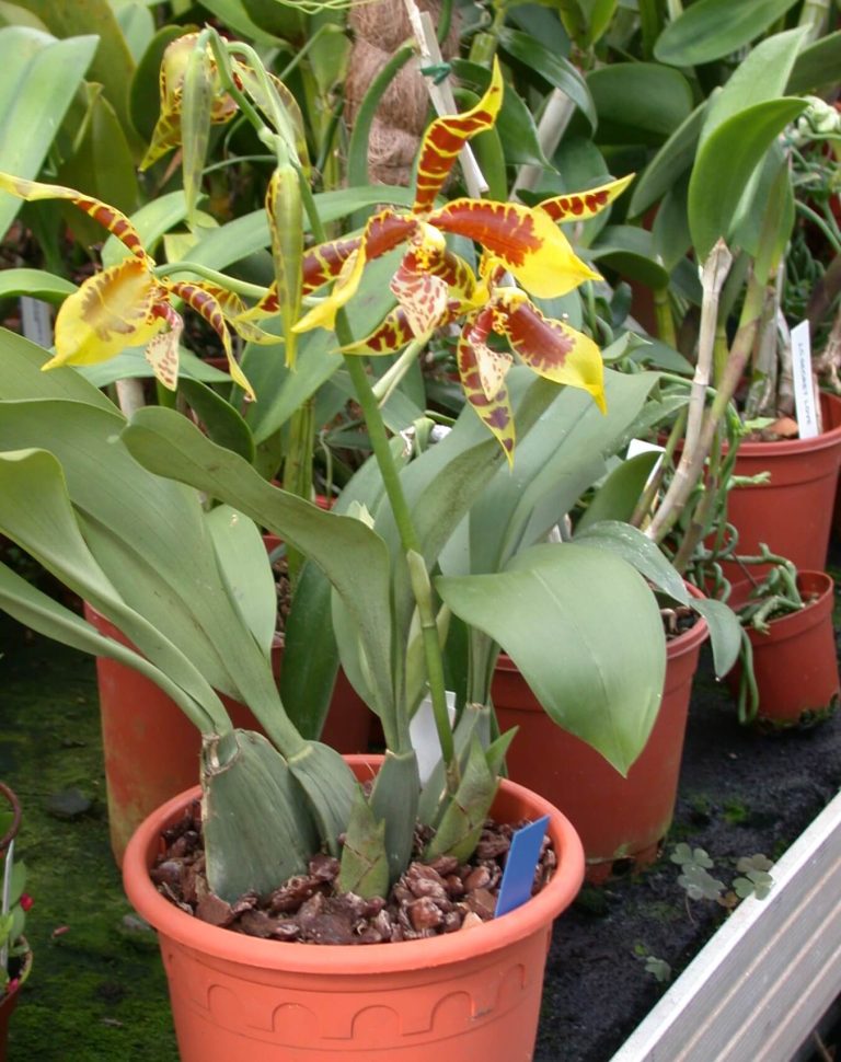 31+ Different Types Of Orchids With Names, Facts and Pictures