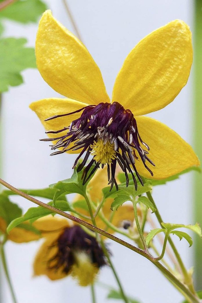 32+ Beautiful Yellow Flowers With Names and Pictures (Varieties, Meaning)