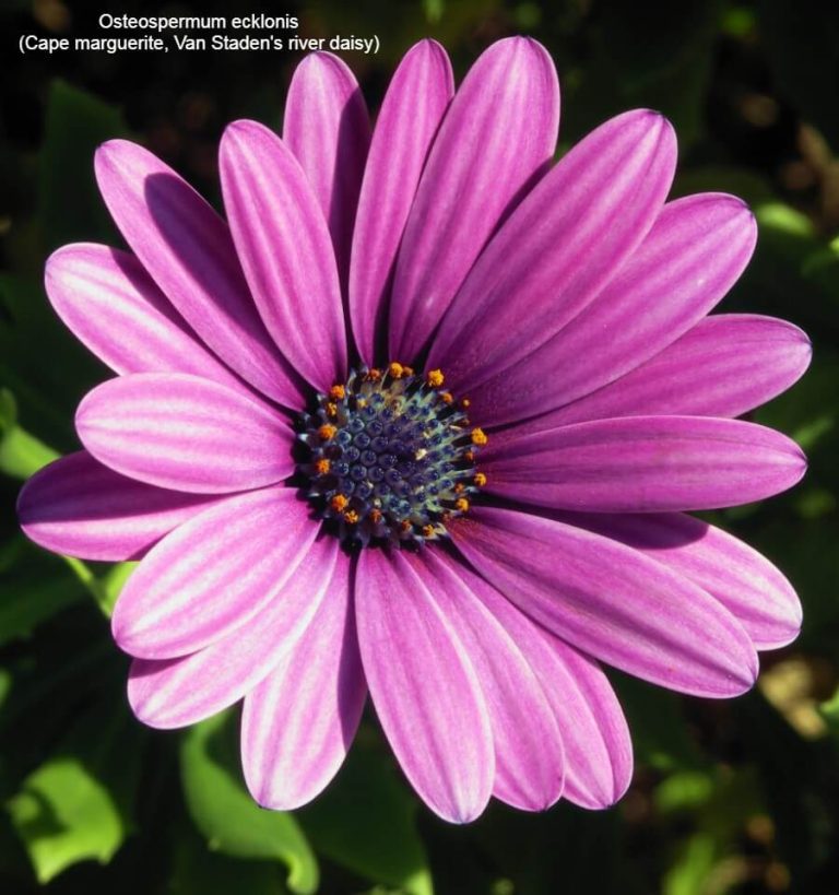 25+ Popular Types Of Daisies With Names, Facts, and Photos