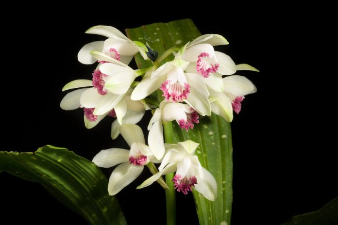 31+ Different Types Of Orchids With Names, Facts and Pictures