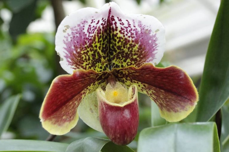 31+ Different Types Of Orchids With Names, Facts and Pictures