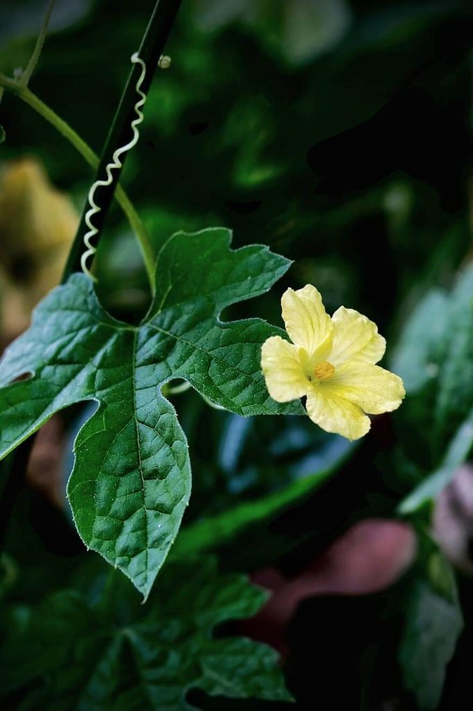 32+ Beautiful Yellow Flowers With Names and Pictures (Varieties, Meaning)