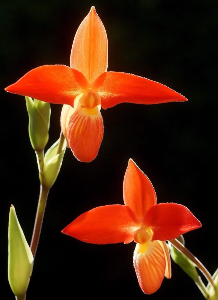 31+ Different Types Of Orchids With Names, Facts and Pictures