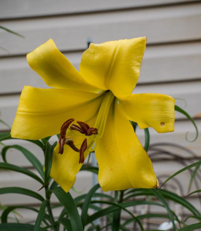 46+ Different Types Of Lilies With Names, Facts & Pictures