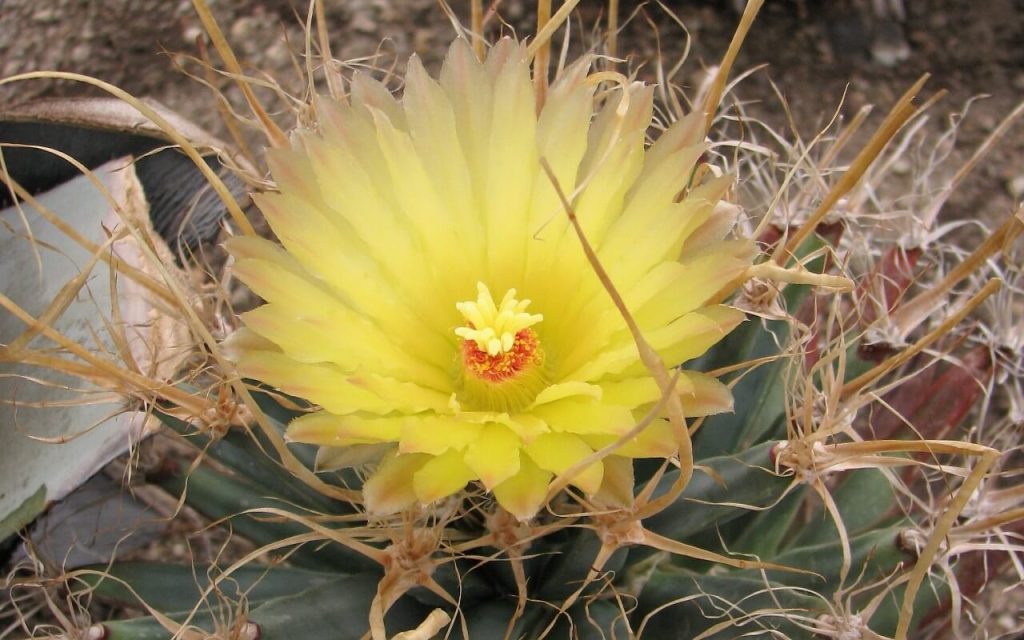 32+ Beautiful Yellow Flowers With Names and Pictures (Varieties, Meaning)