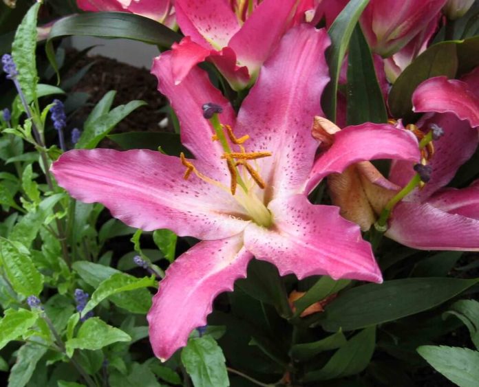 46+ Different Types Of Lilies With Names, Facts & Pictures