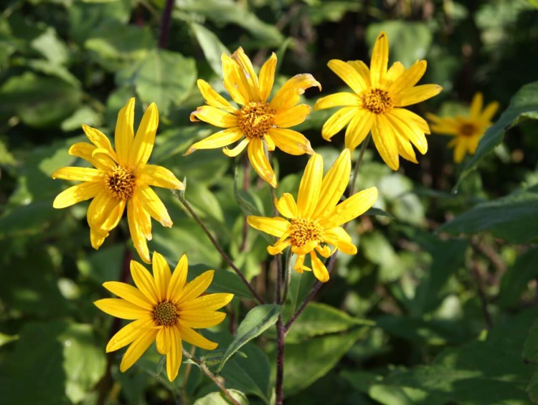 32+ Beautiful Yellow Flowers With Names and Pictures (Varieties, Meaning)