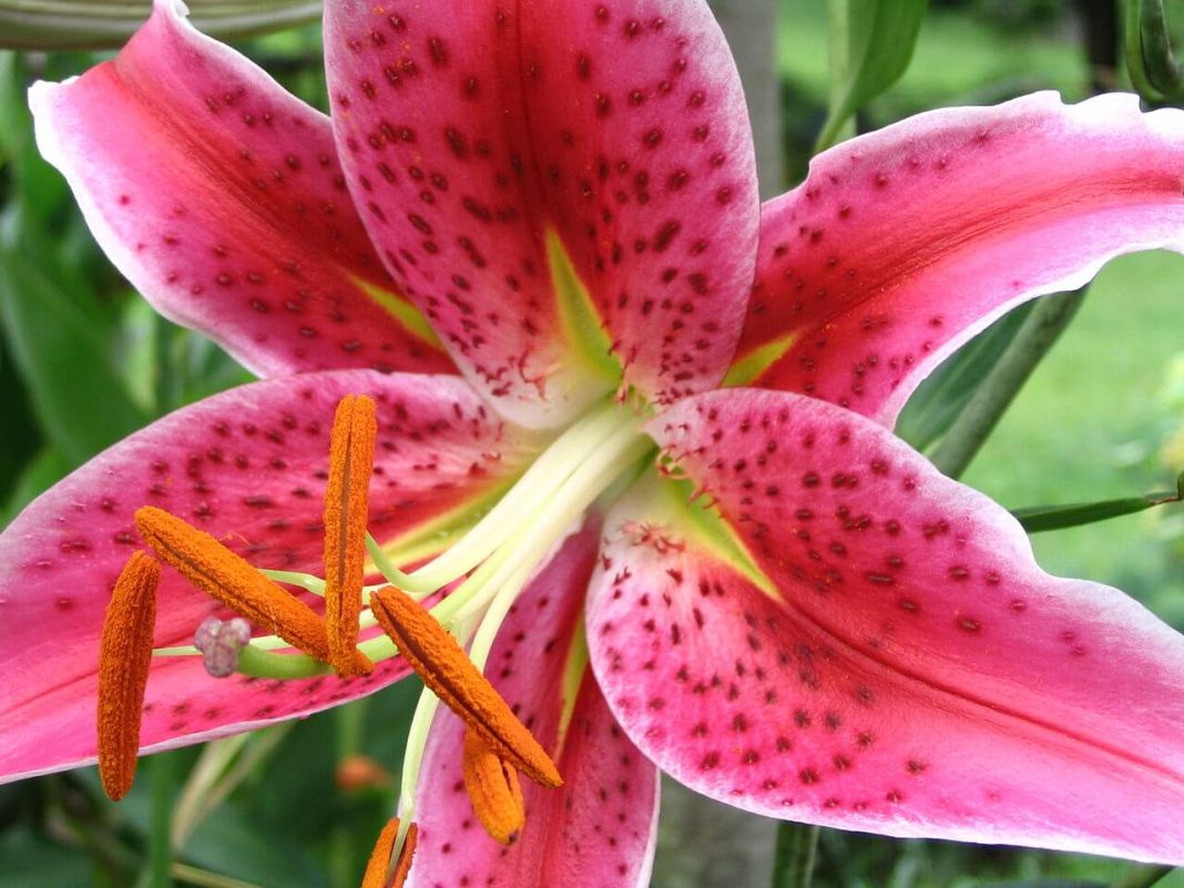 46+ Different Types Of Lilies With Names, Facts & Pictures