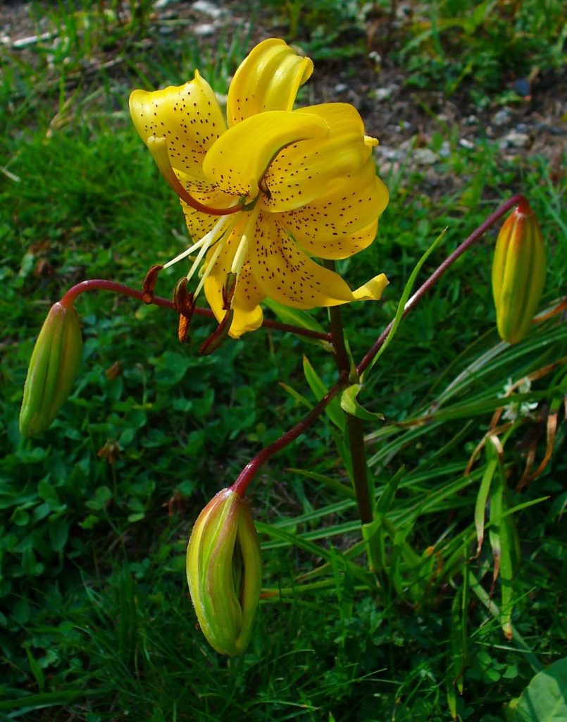 46+ Different Types Of Lilies With Names, Facts & Pictures
