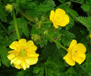 32+ Beautiful Yellow Flowers With Names and Pictures (Varieties, Meaning)