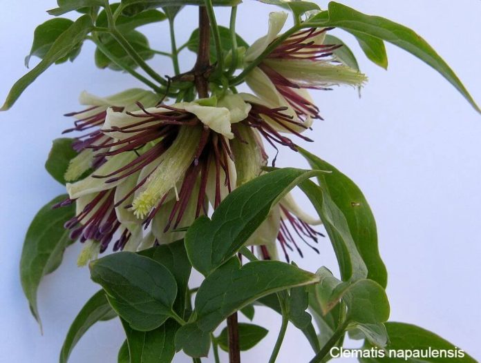 Clematis: 30 Varieties Of Clematis, Growing and Care For Leather Flower