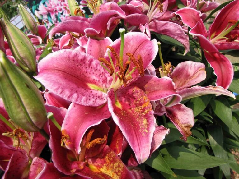46+ Different Types Of Lilies With Names, Facts & Pictures