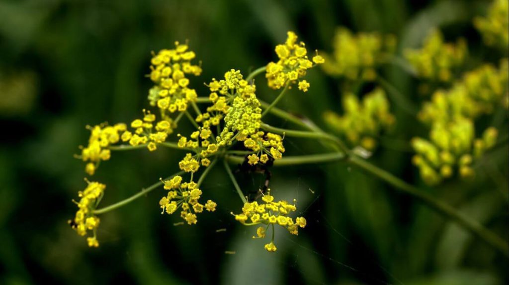 32+ Beautiful Yellow Flowers With Names and Pictures (Varieties, Meaning)