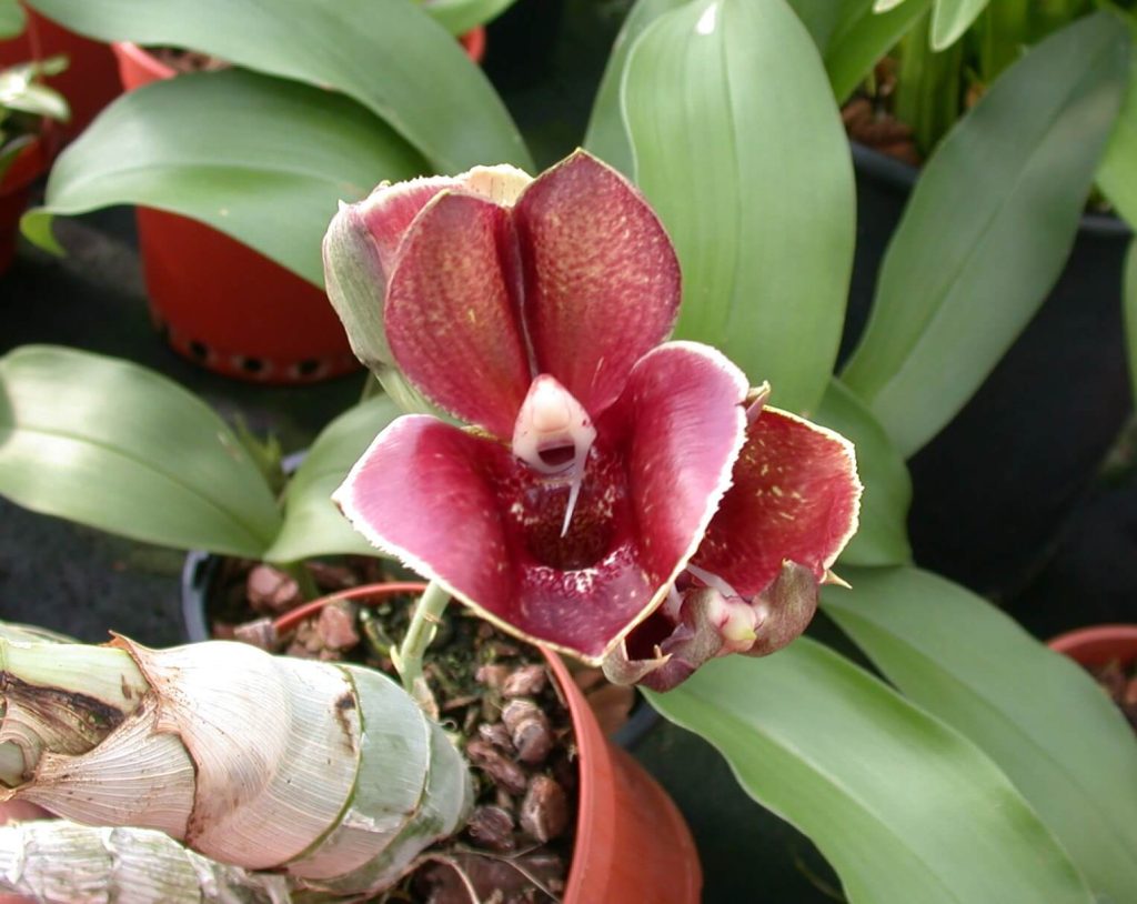 31+ Different Types Of Orchids With Names, Facts and Pictures