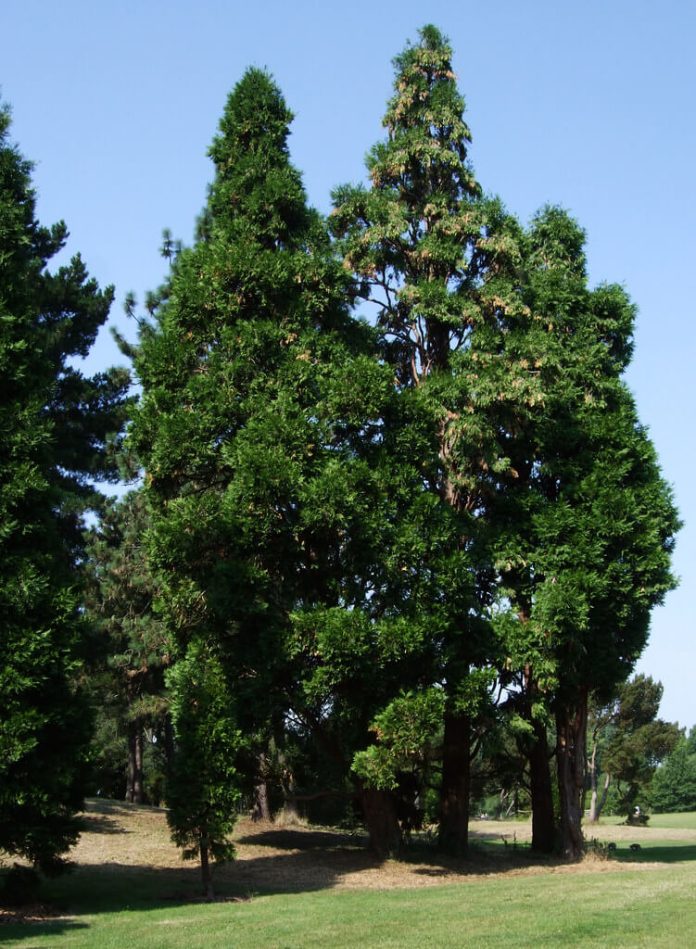 42+ Common Types Of Trees With Names, Facts, and Pictures
