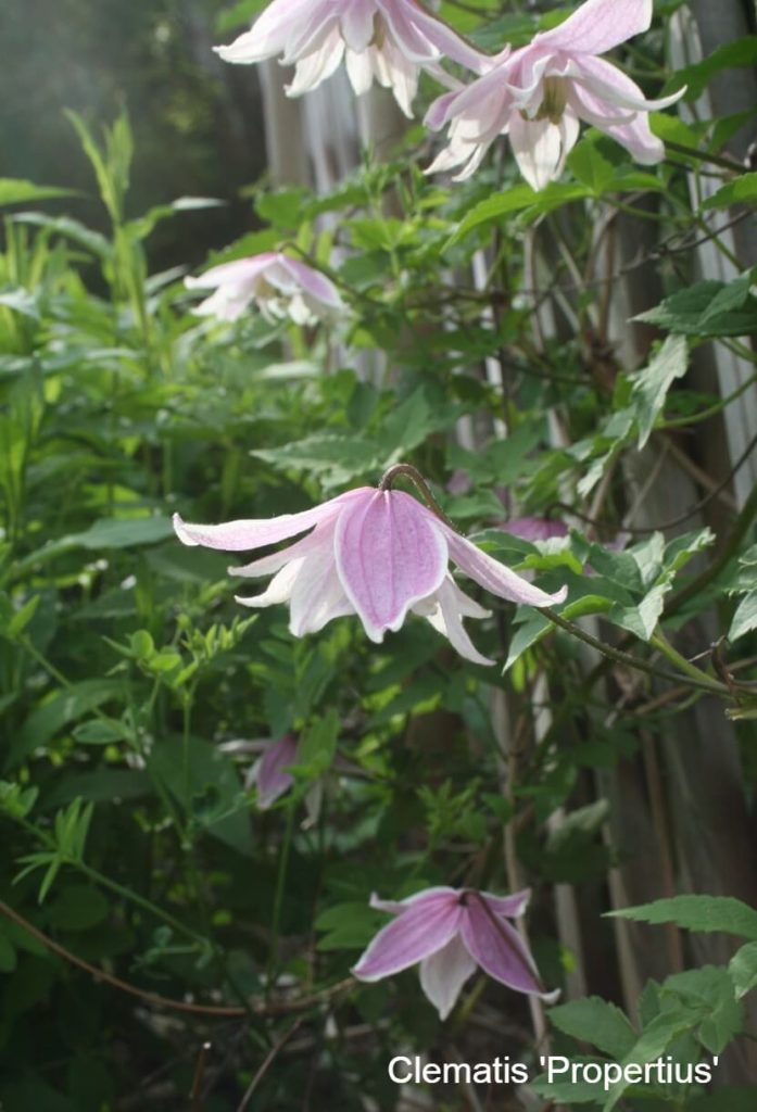 Clematis: 30 Varieties Of Clematis, Growing and Care For Leather Flower
