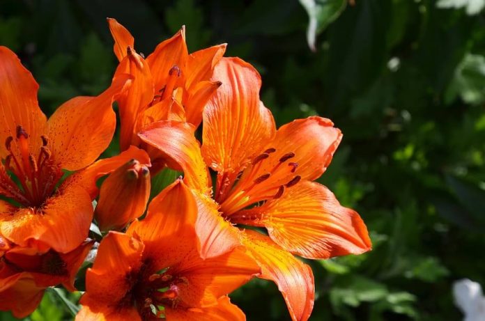 46+ Different Types Of Lilies With Names, Facts & Pictures