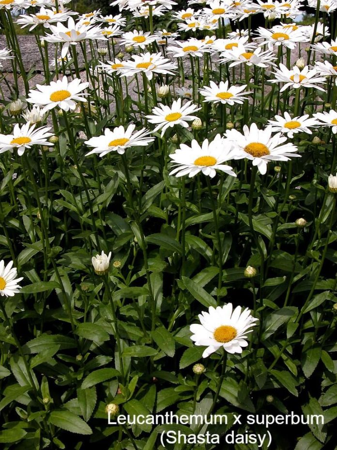 25+ Popular Types Of Daisies With Names, Facts, and Photos