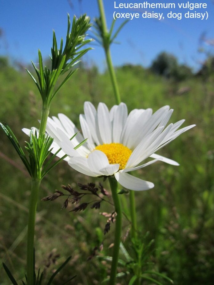 25+ Popular Types Of Daisies With Names, Facts, and Photos