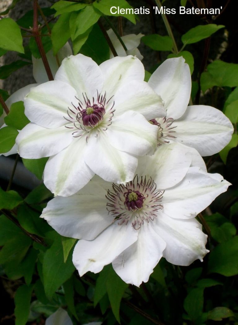 Clematis: 30 Varieties Of Clematis, Growing and Care For Leather Flower