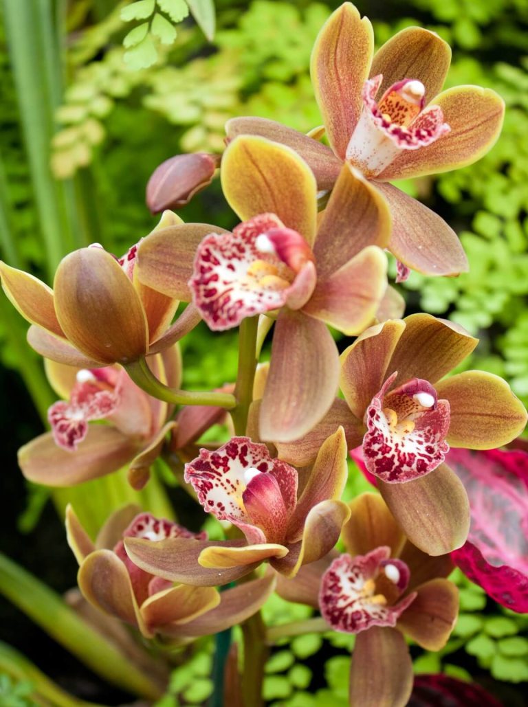 31+ Different Types Of Orchids With Names, Facts and Pictures