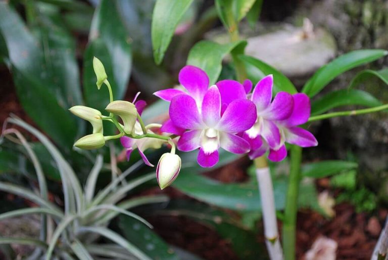 31+ Different Types Of Orchids With Names, Facts and Pictures