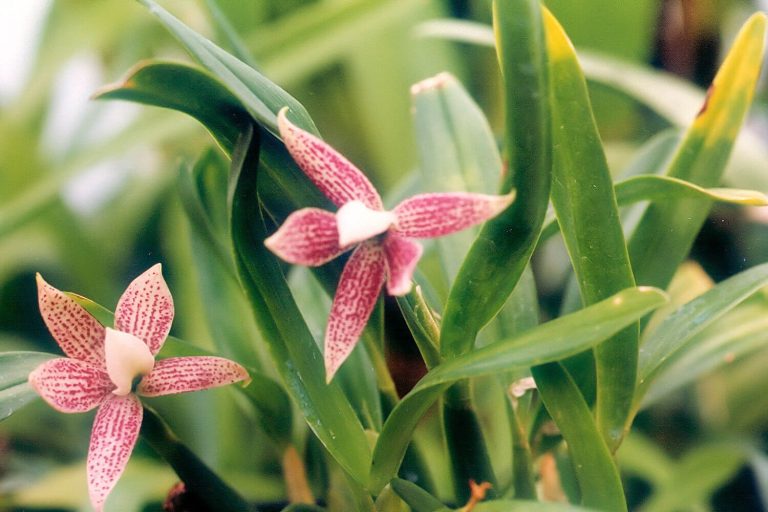 31+ Different Types Of Orchids With Names, Facts and Pictures