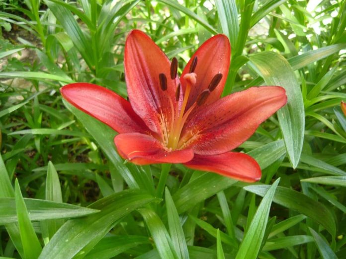 46+ Different Types Of Lilies With Names, Facts & Pictures